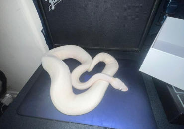 Home | Reptiles for Sale UK