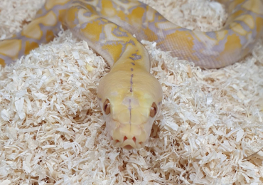 Reptiles for Sale UK – Buy and Sell Reptiles Online