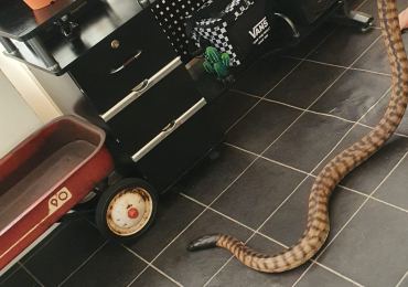 Reptiles for Sale UK – Buy and Sell Reptiles Online