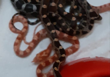 Reptiles for Sale UK – Buy and Sell Reptiles Online