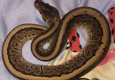 Reptiles for Sale UK