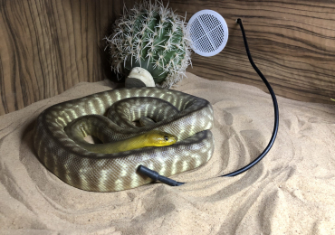 Reptiles for Sale UK