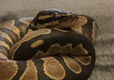 Listings | Reptiles for Sale UK