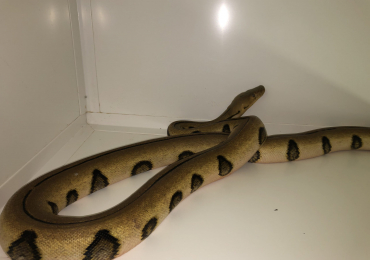 Reptiles for Sale UK – Buy and Sell Reptiles Online