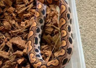 Reptiles for Sale UK – Buy and Sell Reptiles Online