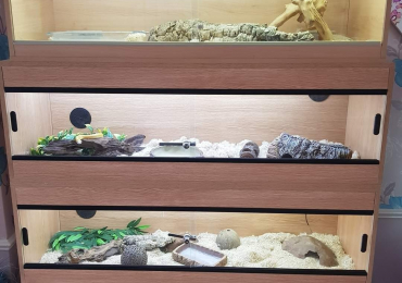 Reptiles for Sale UK – Buy and Sell Reptiles Online