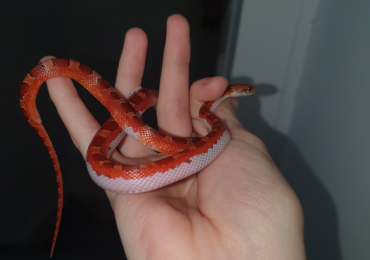 Reptiles for Sale UK