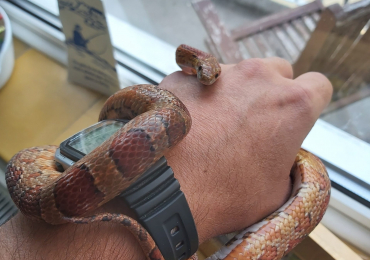 Reptiles for Sale UK – Buy and Sell Reptiles Online